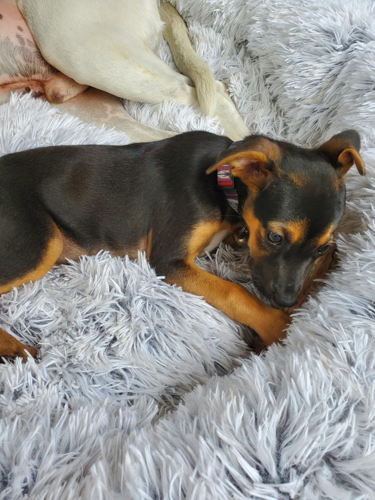 Puppy Love – Hear Em Roar